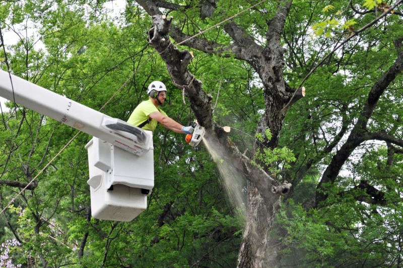Expert Large Tree Trimming for Healthier Trees